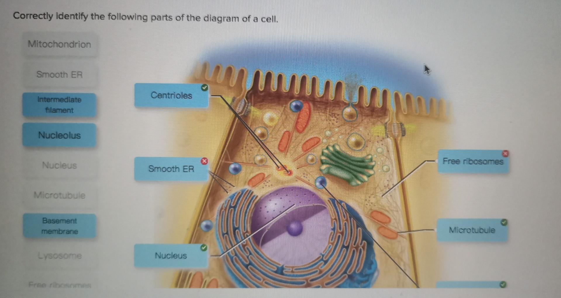 Solved label the two wrong parts of the diagram of a cell | Chegg.com