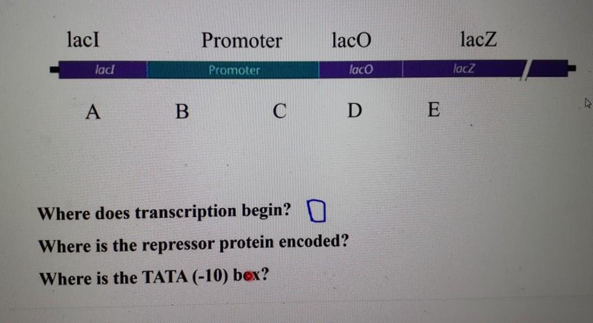 Solved lach Promoter laco lacz lac Promoter Jaco lacz A . B | Chegg.com