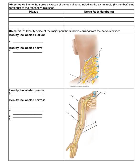 Solved Objective 6: Name the nerve plexuses of the spinal | Chegg.com