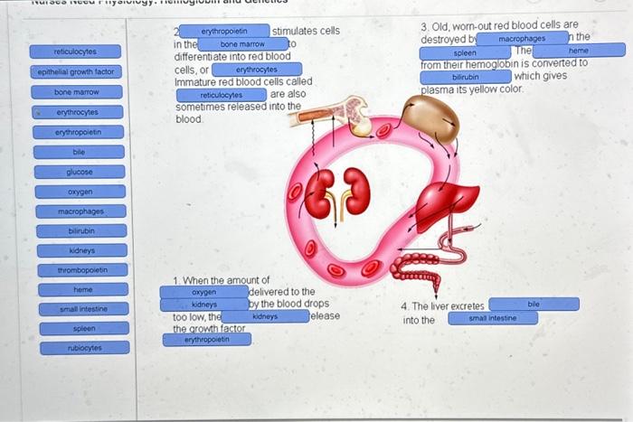 Solved 2 Nid wom.nut rad blood cells are crophsoes in the un | Chegg.com