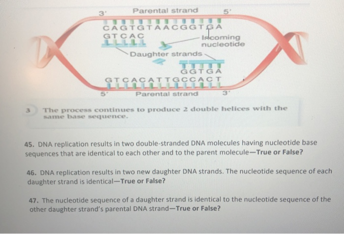 Solved Parental strand CAGTGTAACGGTGA GTCAS Ipcoming | Chegg.com