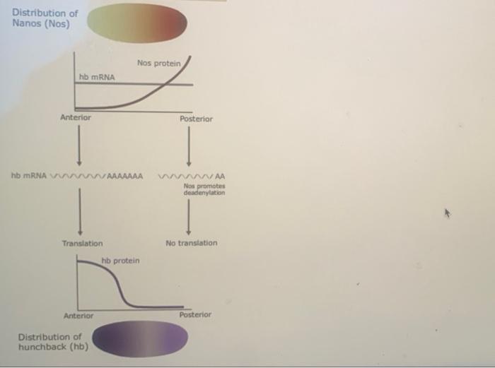 Solved Distribution of Nanos (Nos) Nos protein hb mRNA | Chegg.com