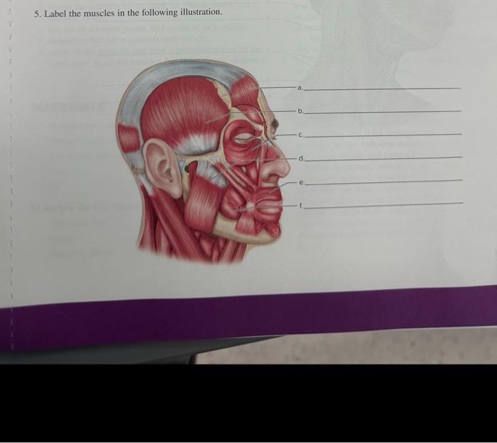 Solved 5. Label the muscles in the following illustration. | Chegg.com