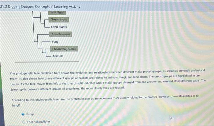 Solved Protists, as a group, represent one of the kingdoms | Chegg.com