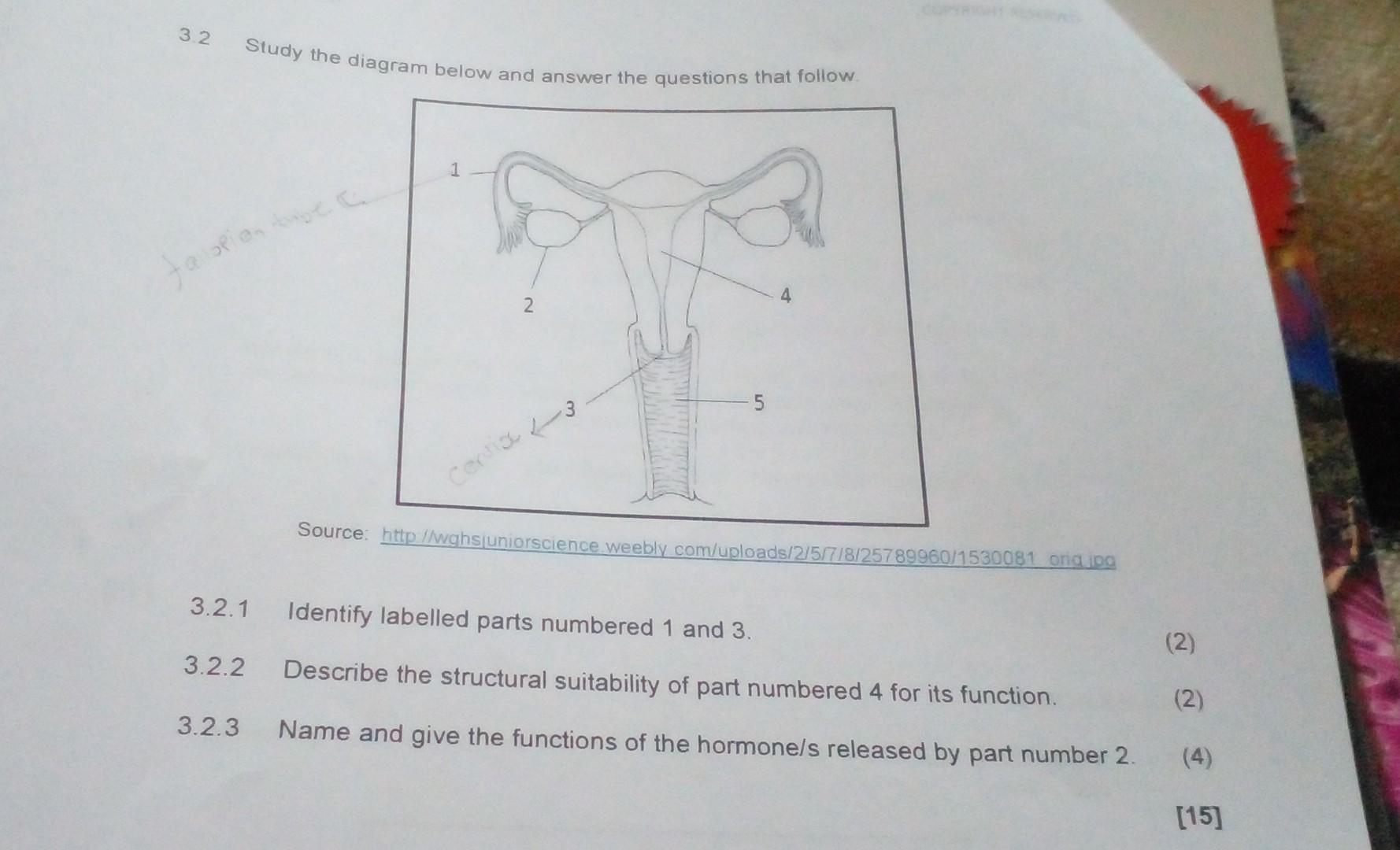Solved 3.1 Study the graph below of DNA content in a cell | Chegg.com