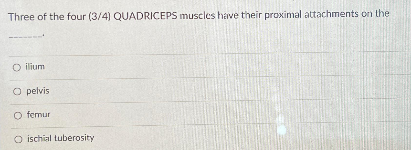 Solved Three of the four (3/4) ﻿QUADRICEPS muscles have | Chegg.com