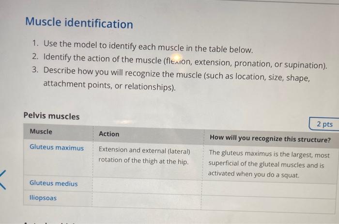 Solved Muscle identification 1. Use the model to identify | Chegg.com