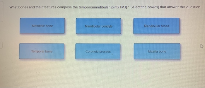 Solved What Bones And Their Features Compose The Chegg solved-what-bones-and-their-features-compose-the-chegg