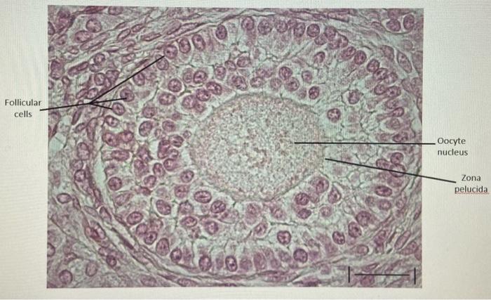 Solved Please label all of the visible structures in the | Chegg.com