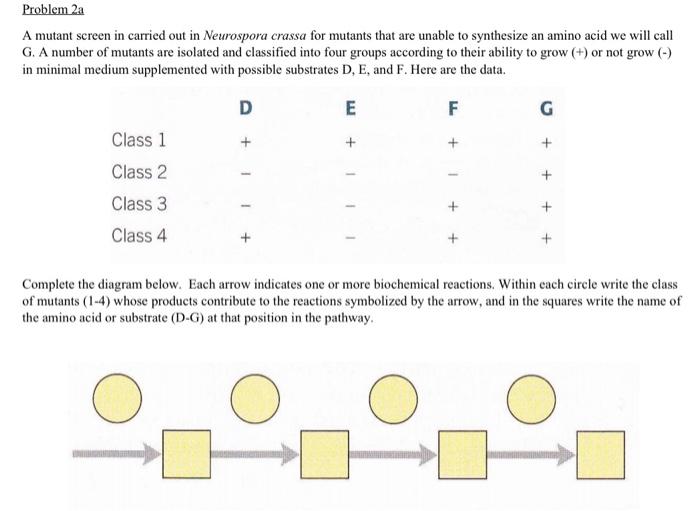 Solved Problem 2a A mutant screen in carried out in | Chegg.com