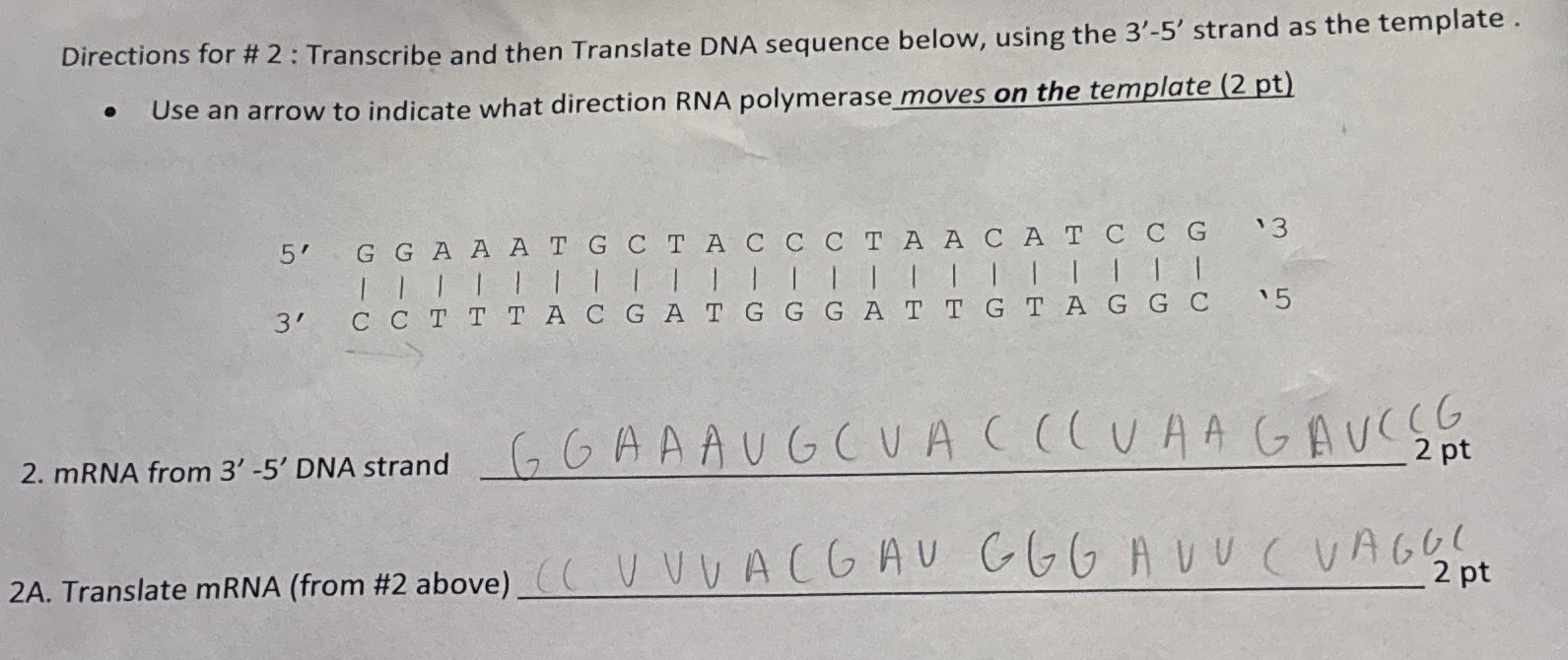 Solved Directions for # 2: Transcribe and then Translate DNA | Chegg.com Solved Directions for # 2: Transcribe and then Translate DNA | Chegg.com