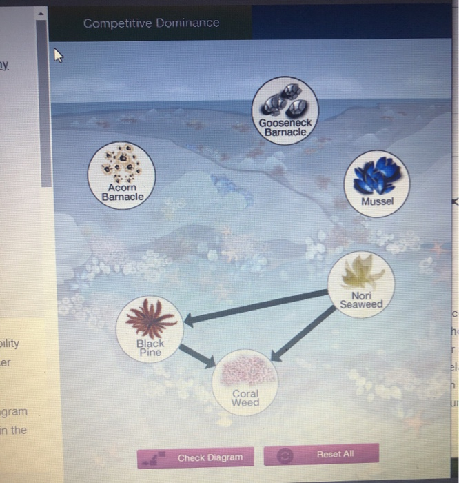 Solved Competitive Dominance ay Gooseneck Barnacle Acorn | Chegg.com