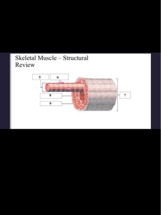 Skeletal Muscle-Structural Review | Chegg.com