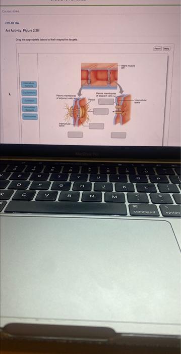 Solved Drag the appropriate labels to their respective | Chegg.com