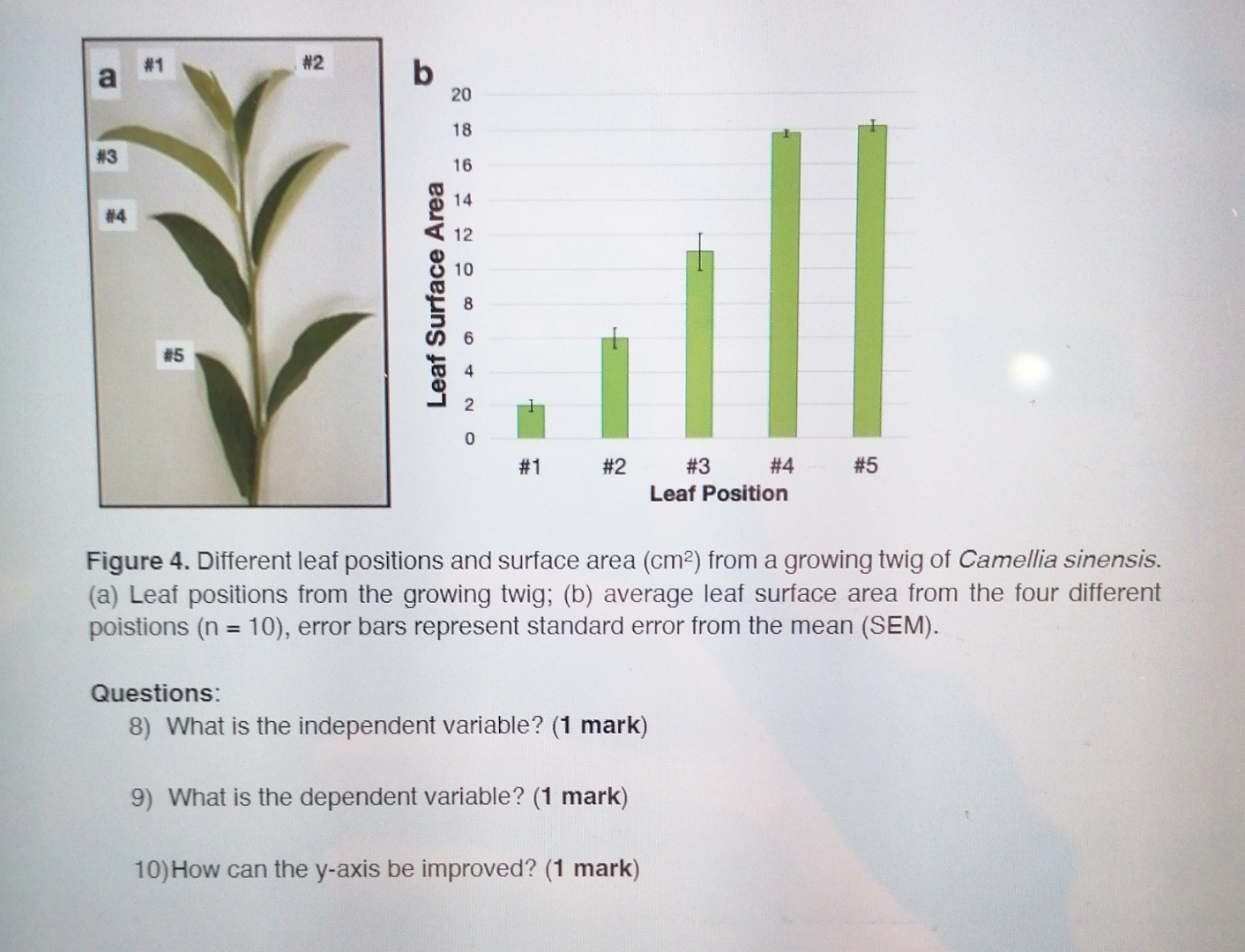 Solved bFigure 4. ﻿Different leaf positions and surface area | Chegg.com