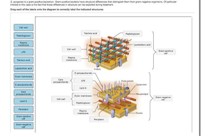 Solved S. pyogenes is a gram-positive bacterium. | Chegg.com