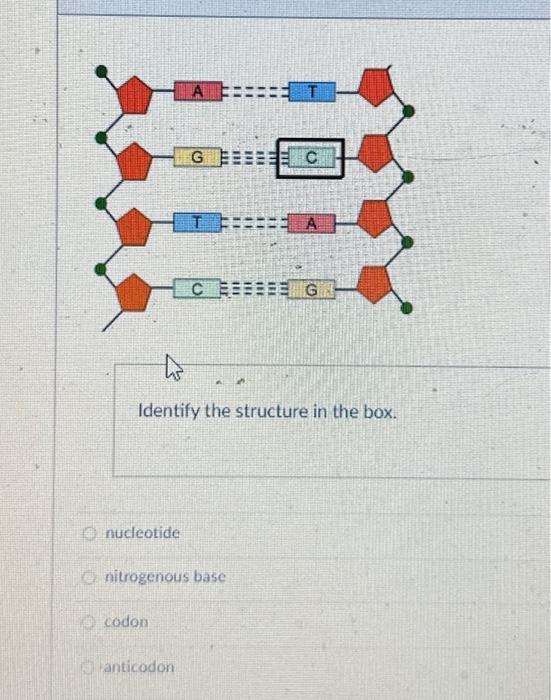 Solved nucleotide WIENER Ⓒcodon T ipanlicodon OPENBET THE 22 | Chegg.com