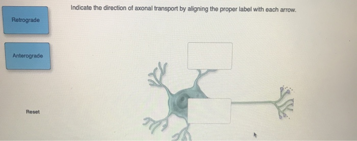 Solved Indicate the direction of axonal transport by | Chegg.com