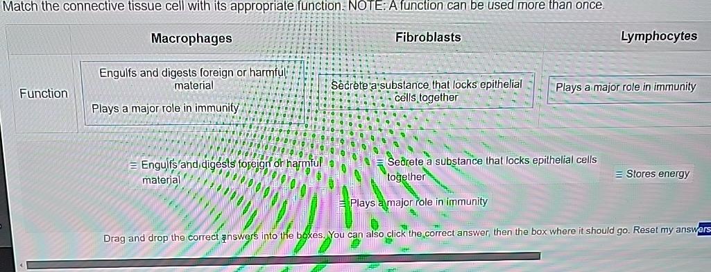 Solved Match the connective tissue cell with its appropriate | Chegg.com