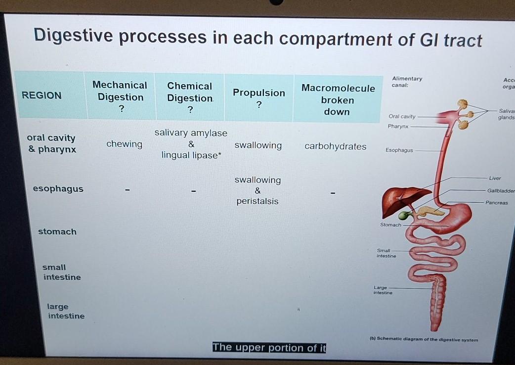 Solved Digestive processes in each compartment of GI tract | Chegg.com