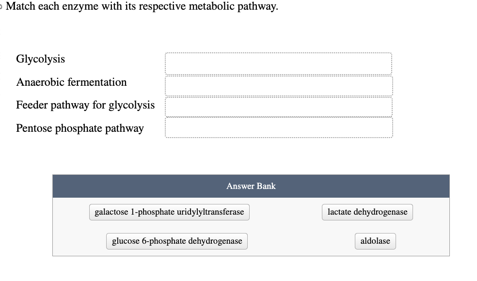 Solved Match each enzyme with its respective metabolic | Chegg.com