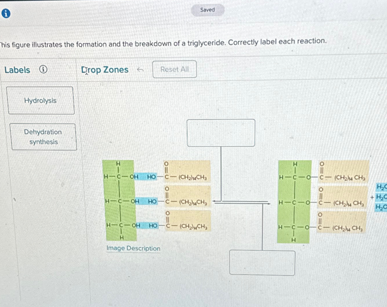 Solved his figure illustrates the formation and the | Chegg.com