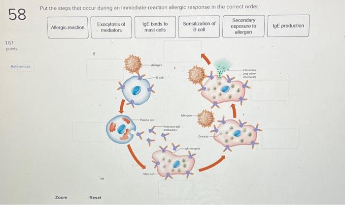 Solved 58 Put the steps that occur during an | Chegg.com