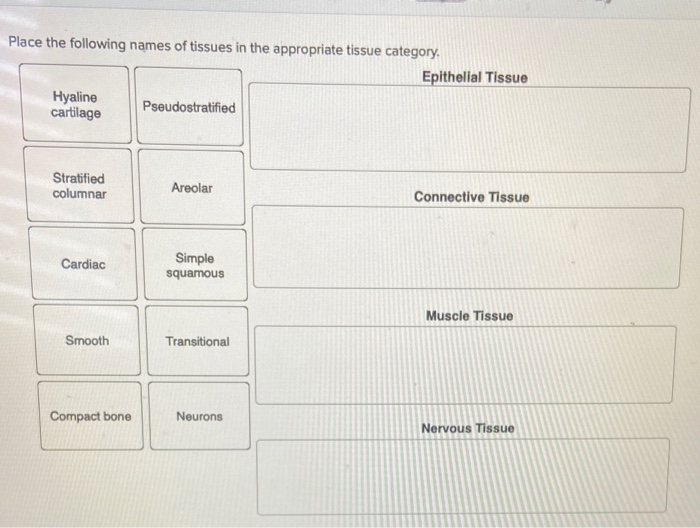 Solved Place the following names of tissues in the | Chegg.com