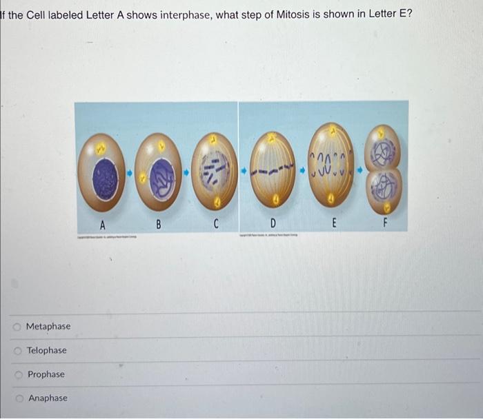 Solved f the Cell labeled Letter A shows interphase, what | Chegg.com