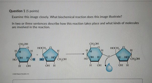 Solved examine this image closely. what biochemical reaction | Chegg.com