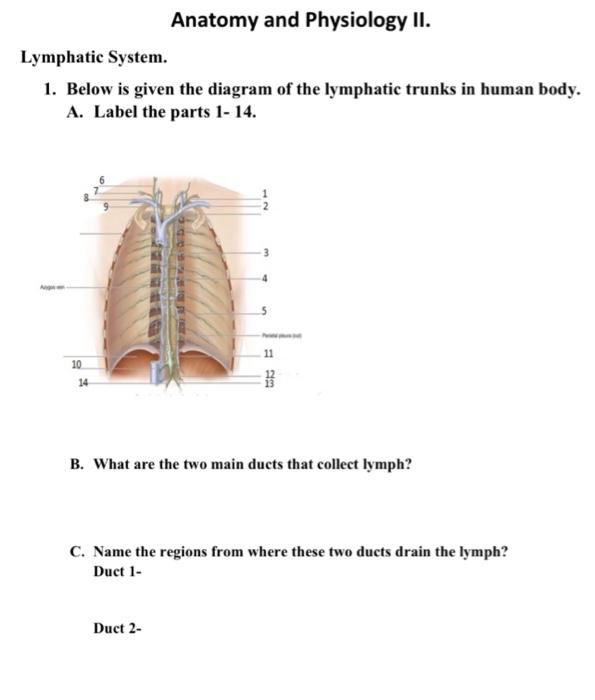 Solved Anatomy and Physiology II. Lymphatic System. 1. Below | Chegg.com