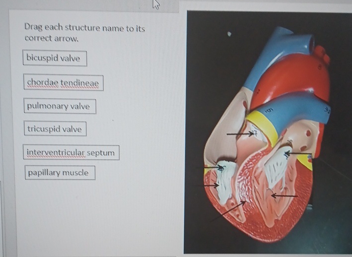 Solved Drag each structure name to its correct | Chegg.com