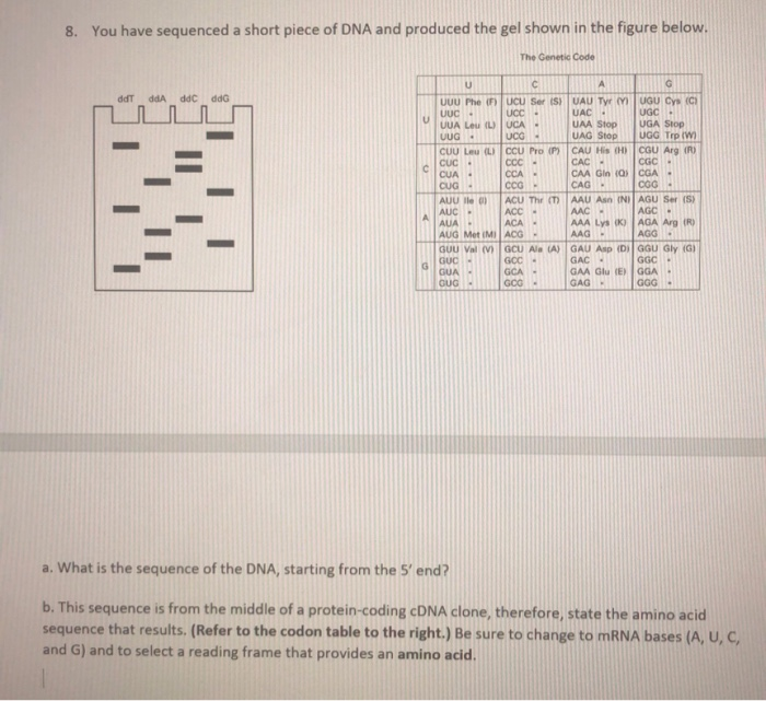 Solved 8. You have sequenced a short piece of DNA and | Chegg.com