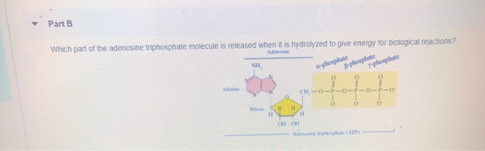 Solved Part B Which part of the adenosine triphosphate | Chegg.com