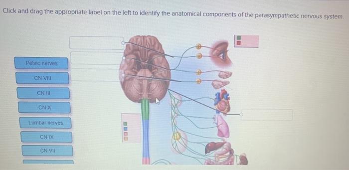 Solved Click and drag the appropriate label on the left to | Chegg.com