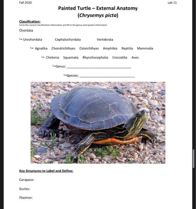 Solved Lab 11 Fall 2020 Painted Turtle - External Anatomy | Chegg.com