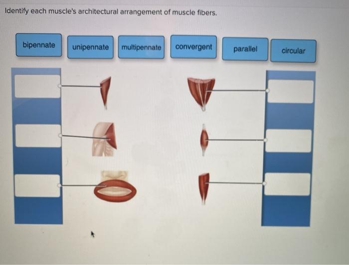 Solved Identify each muscle's architectural arrangement of | Chegg.com