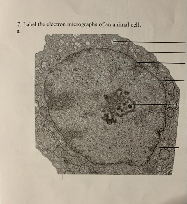 Solved 7. Label the electron micrographs of an animal cell. | Chegg.com