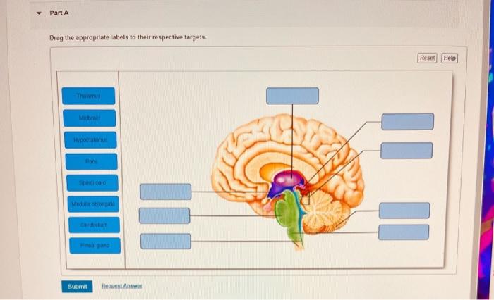Solved Part A Drag the appropriate labels to their | Chegg.com