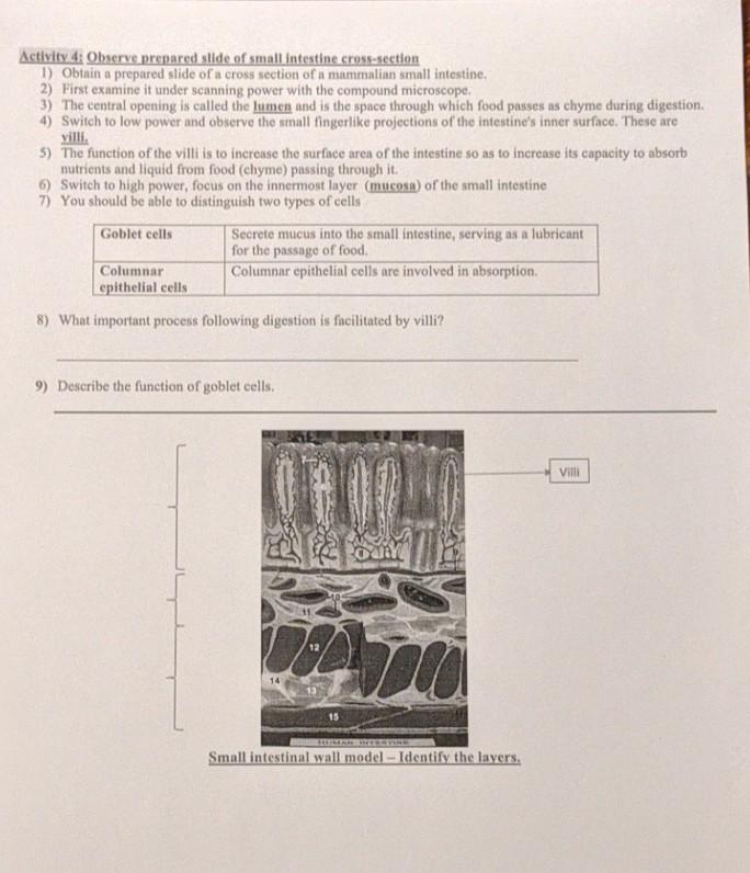 Solved Activity 4: Observe prepared slide of small intestine | Chegg.com