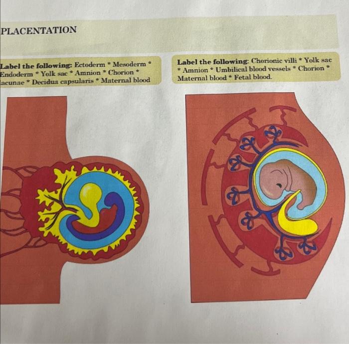 Solved PLACENTATION Label the following: Ectoderm * Mesoderm | Chegg.com