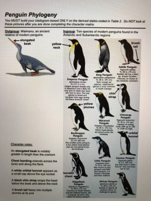 Solved Penguin Phylogeny You MUST build your cladogram based | Chegg.com