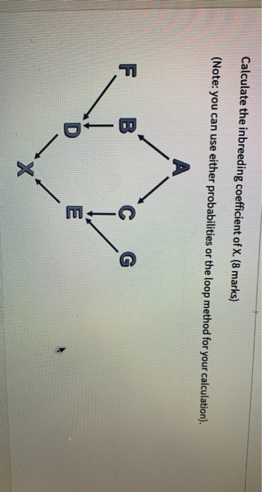 Solved Calculate the inbreeding coefficient of X. (8 marks) | Chegg.com