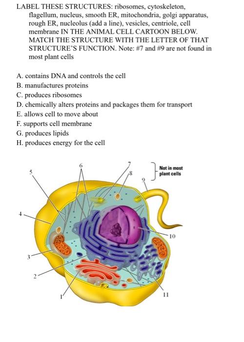 Solved LABEL THESE STRUCTURES: ribosomes, cytoskeleton, | Chegg.com
