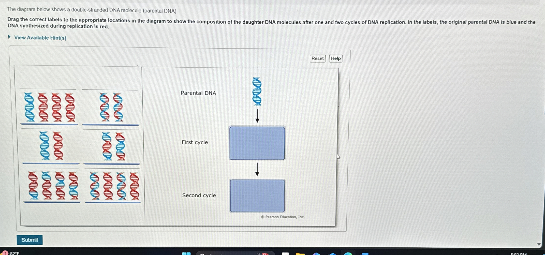 The diagram below shows a double-stranded DNA | Chegg.com