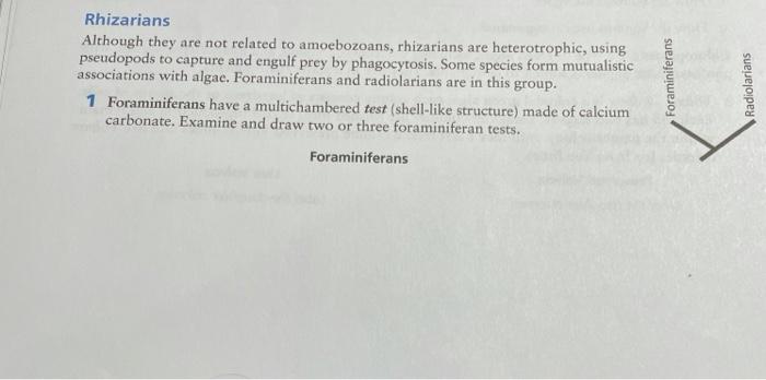 Solved Rhizarians Although they are not related to | Chegg.com