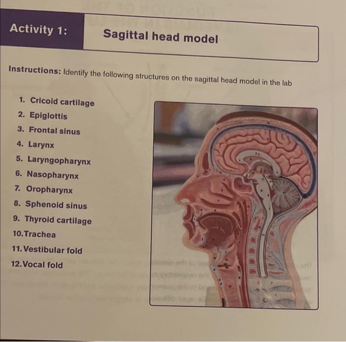 Nasopharynx Model Labeled