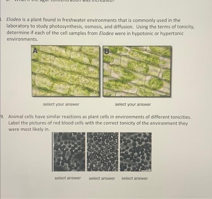 Solved 3. Elodea is a plant found in freshwater environments | Chegg.com