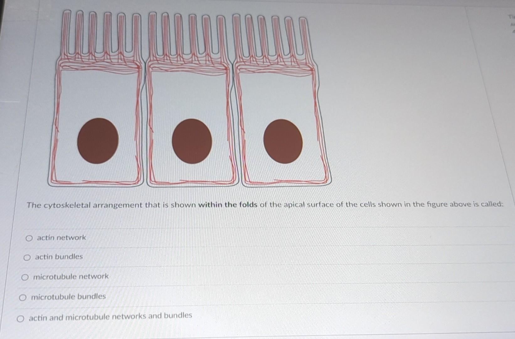 Solved The cytoskeletal arrangement that is shown within the | Chegg.com