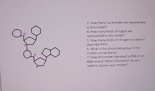 Solved How many nucleotides are representedin this model?How | Chegg.com